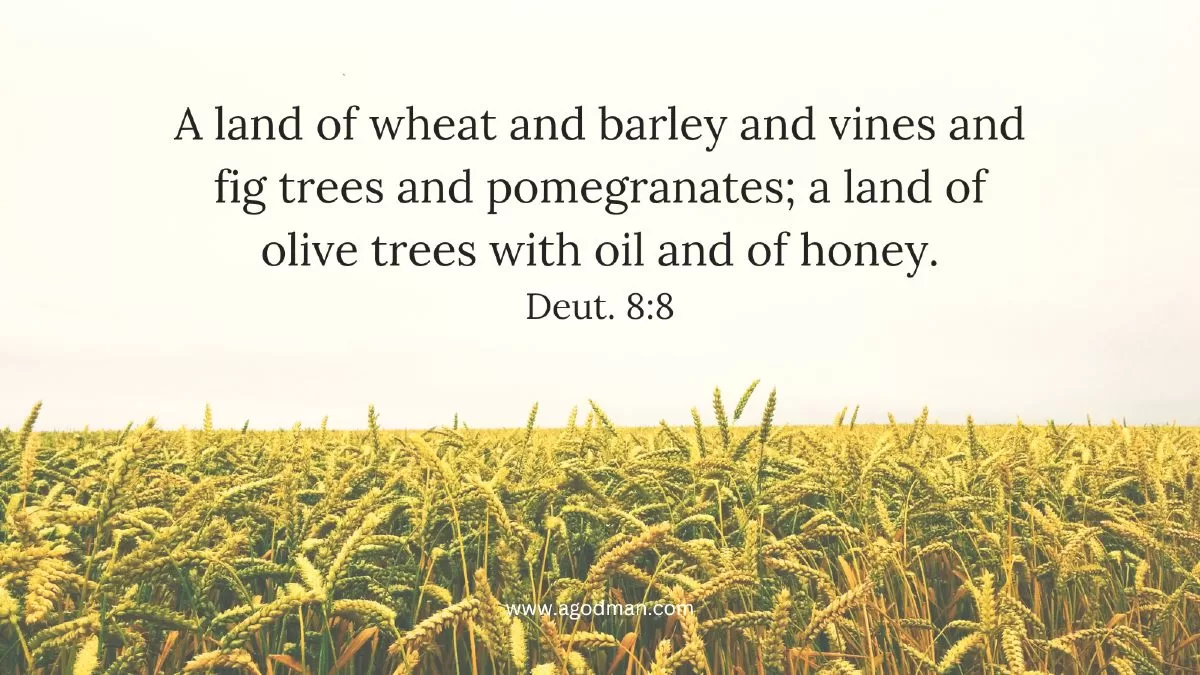Experience Christ as the Wheat - the Christ who is Willing to Die